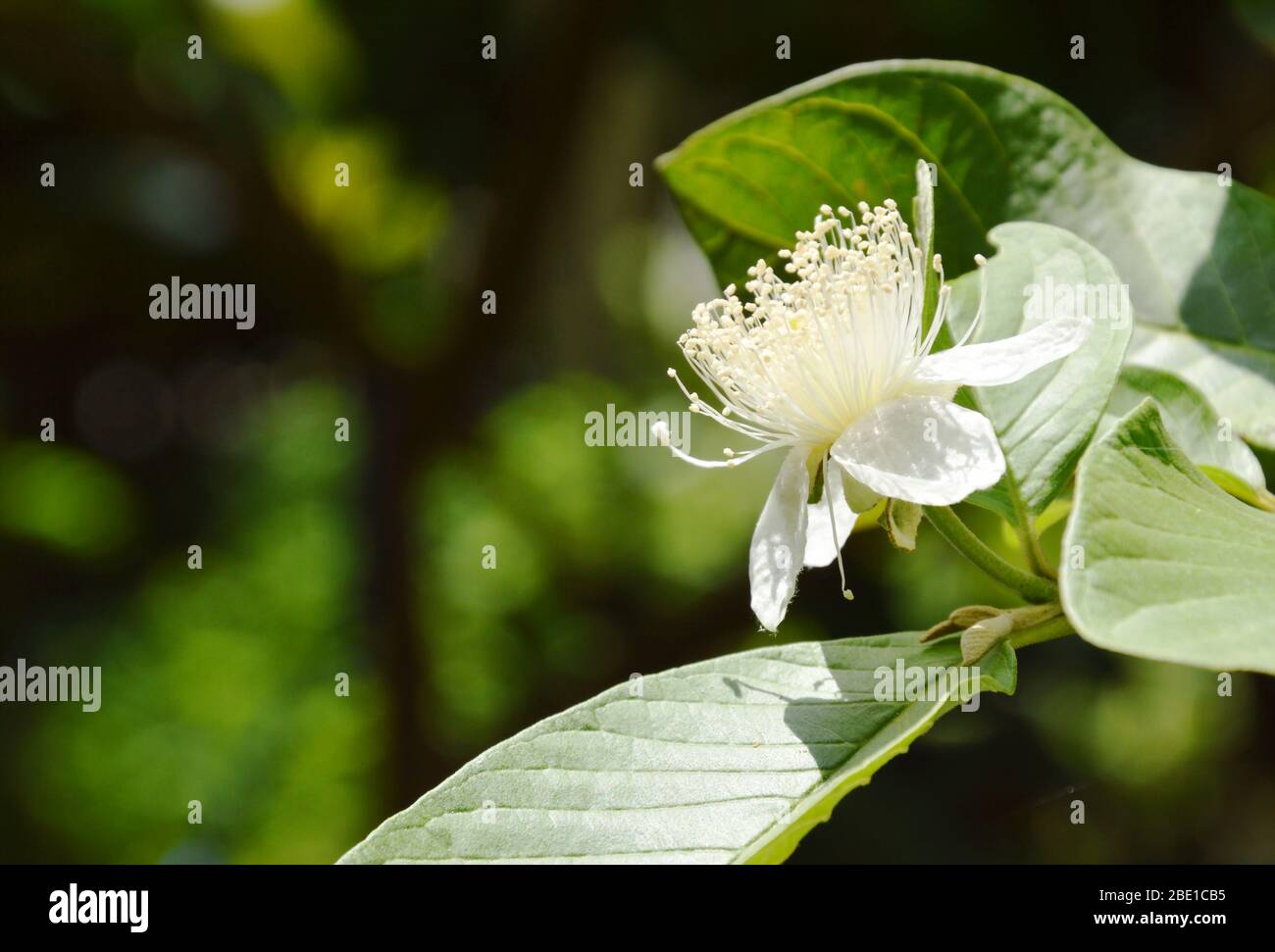Guava fruit park hi-res stock photography and images - Alamy