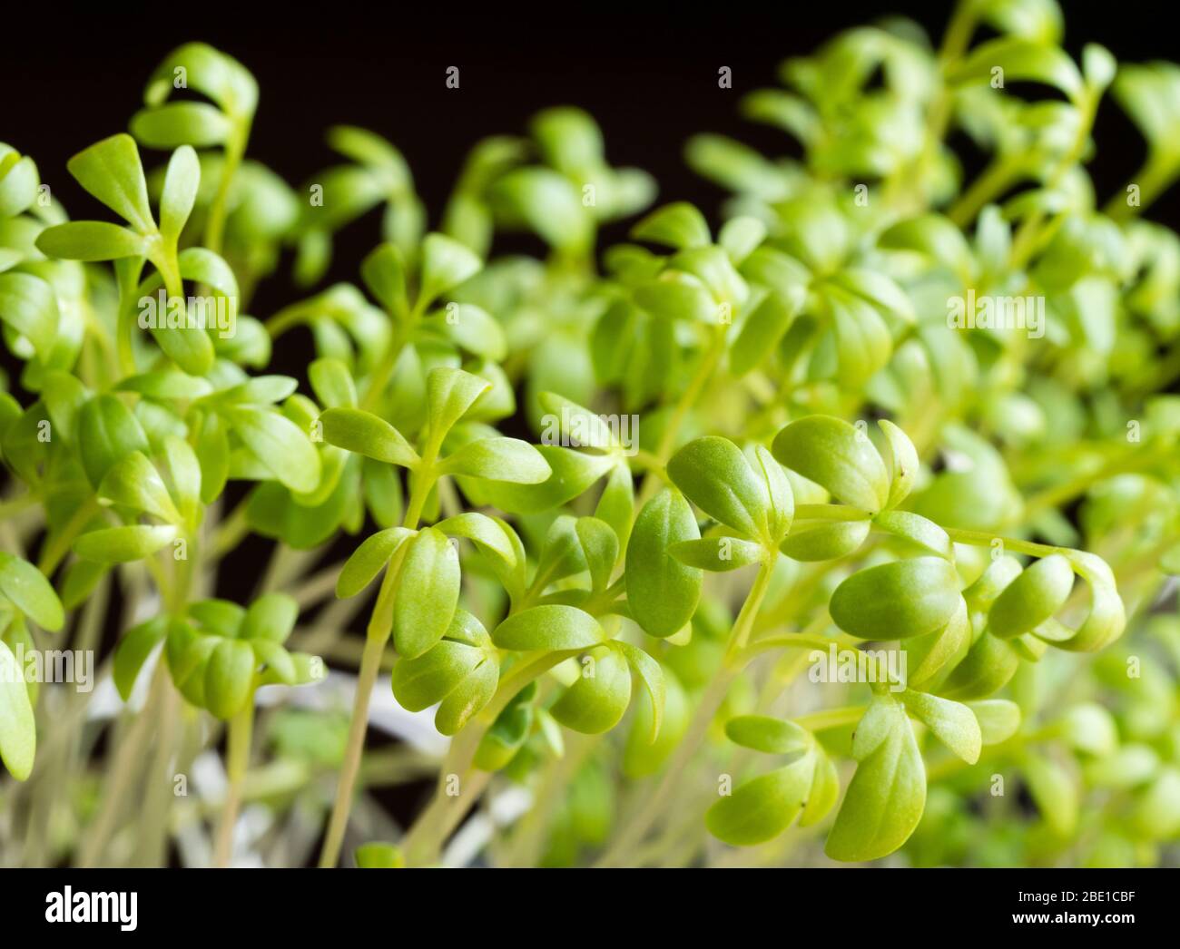 Microgreens garden cress Stock Photo - Alamy