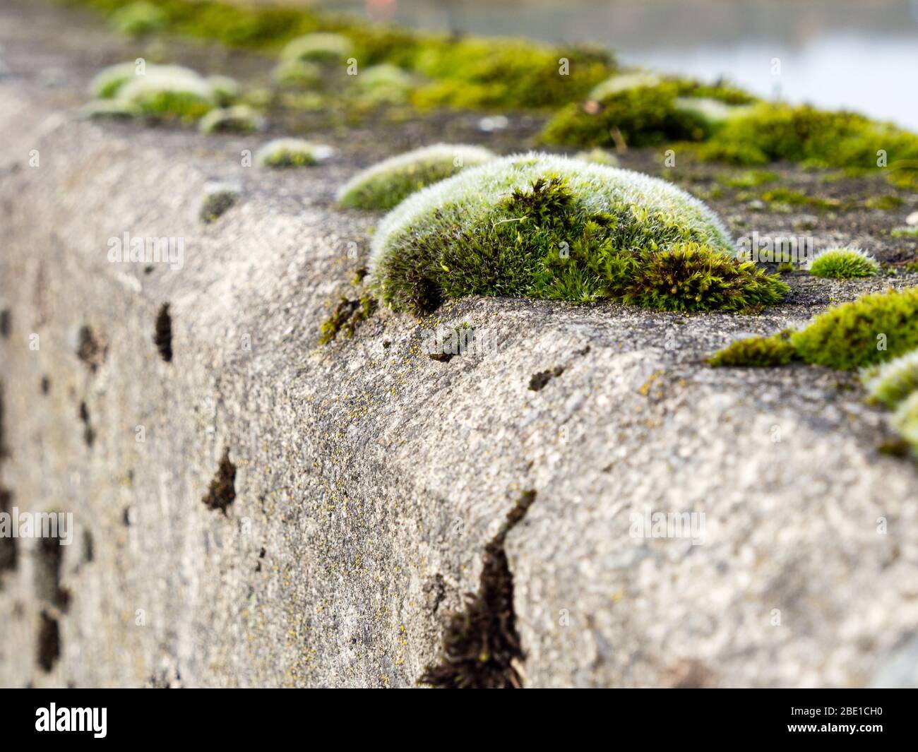 Moss growing on concrete wall Stock Photo - Alamy