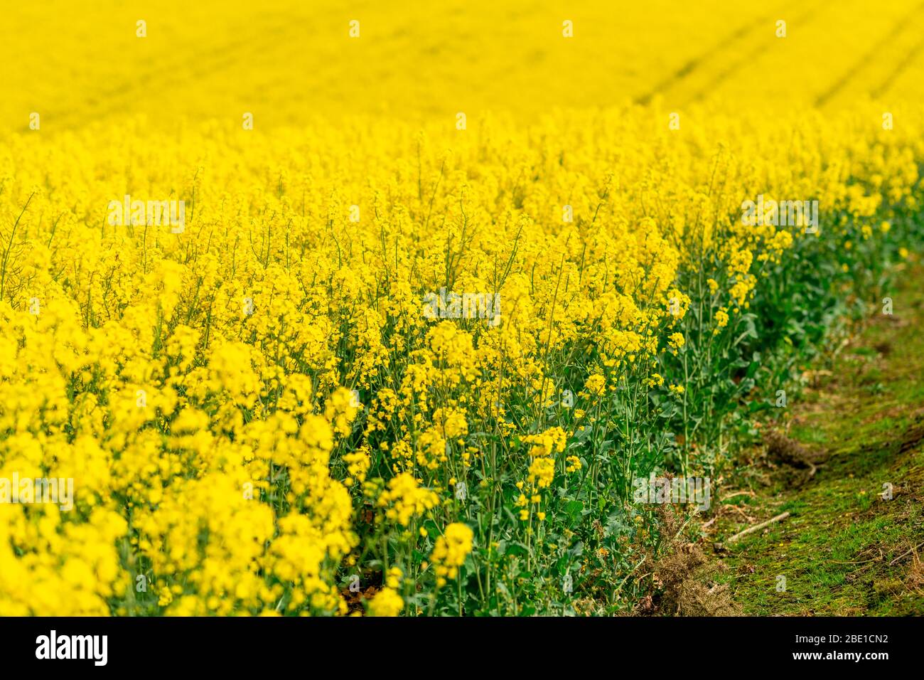 Yellow crop of canola oil tree grown as a healthy cooking oil or ...