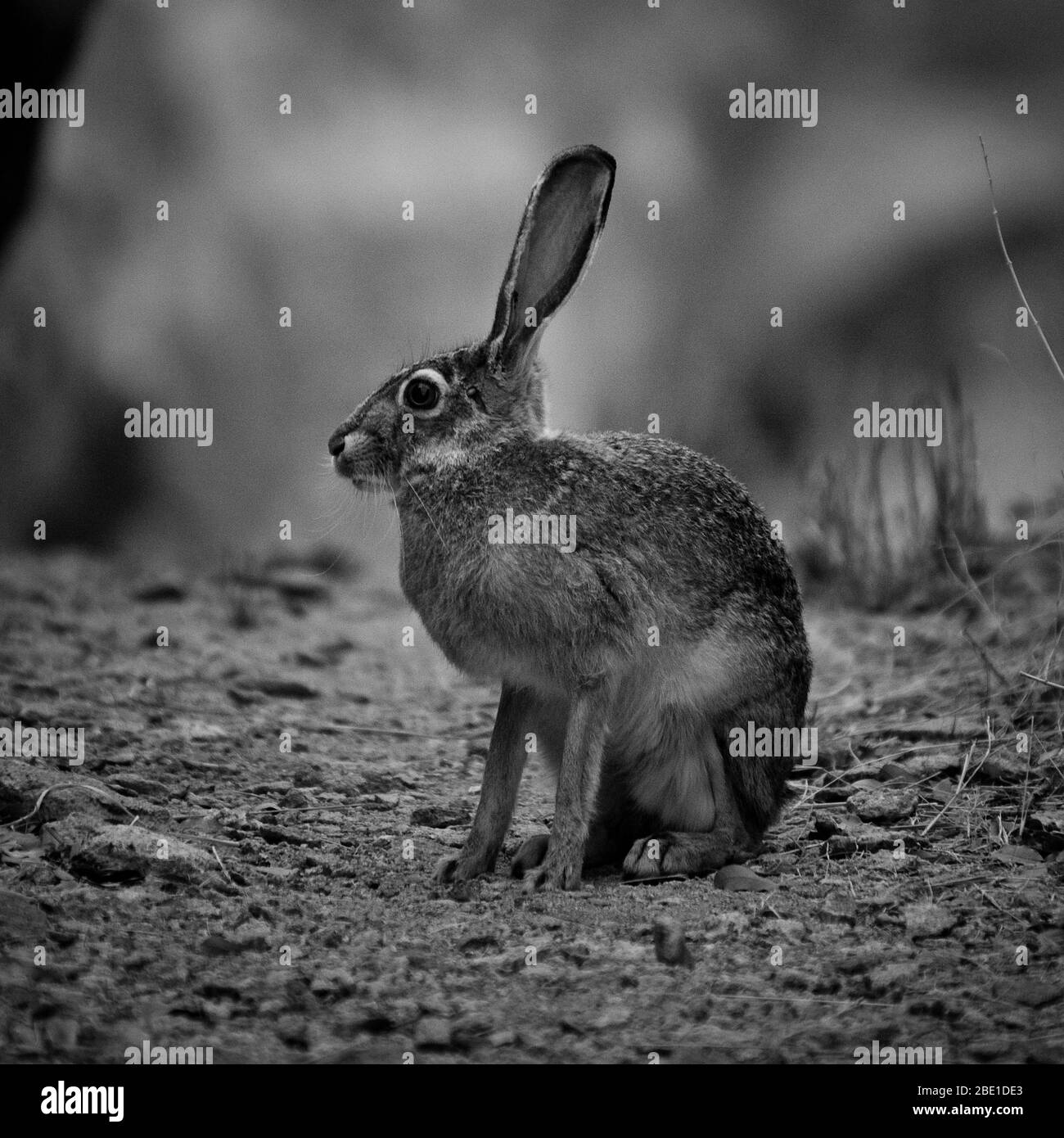 Young jack rabbit hi-res stock photography and images - Alamy