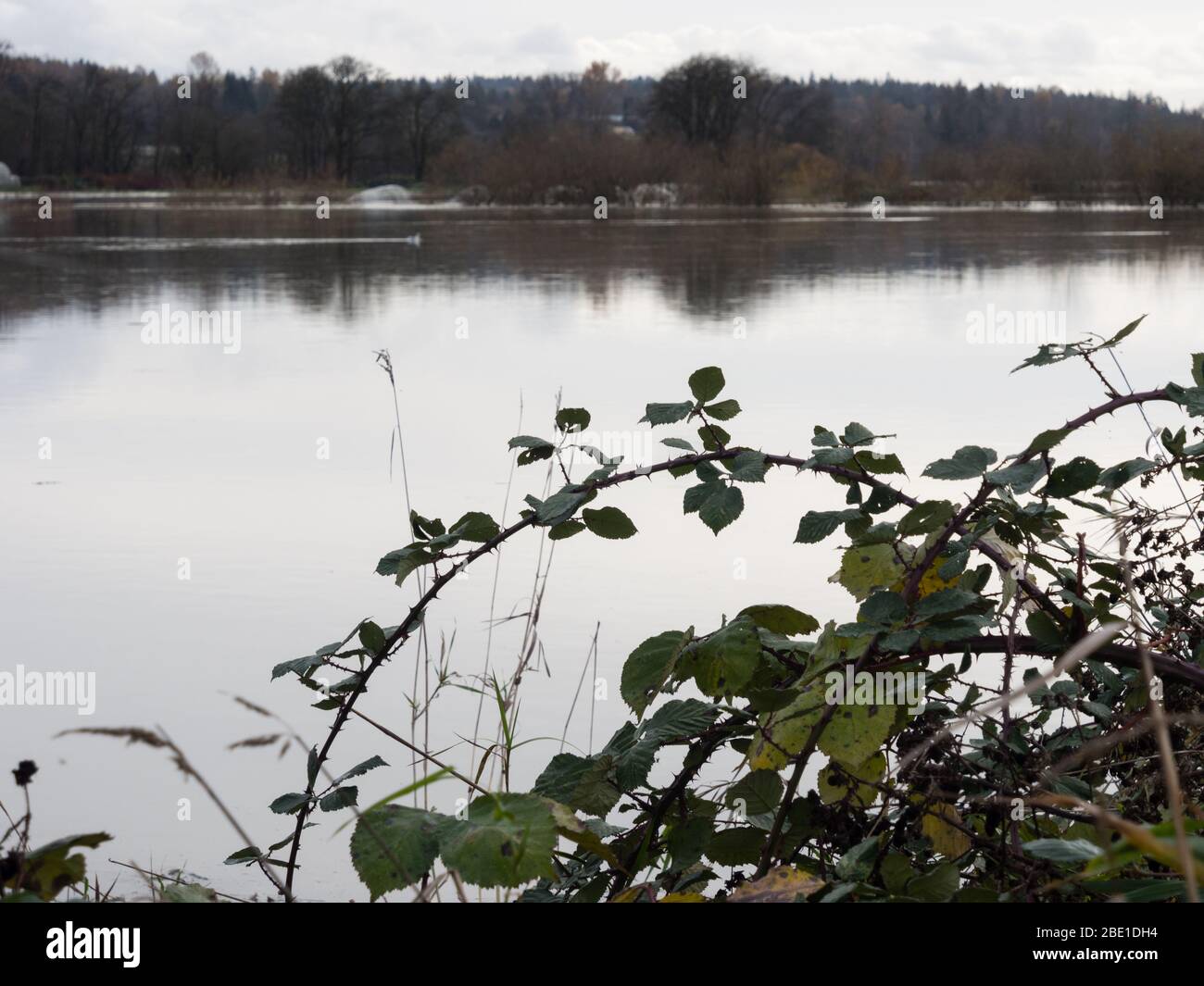 Snoqualmie river floods near the city of Duvall, farmlands and roads ...