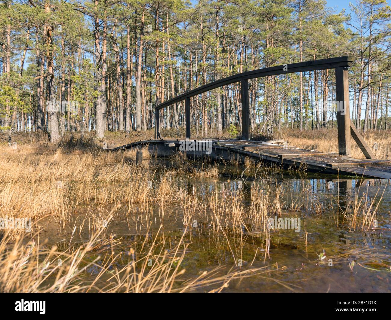 beautiful bog landscape, curved wooden bridge over ditch, early spring ...