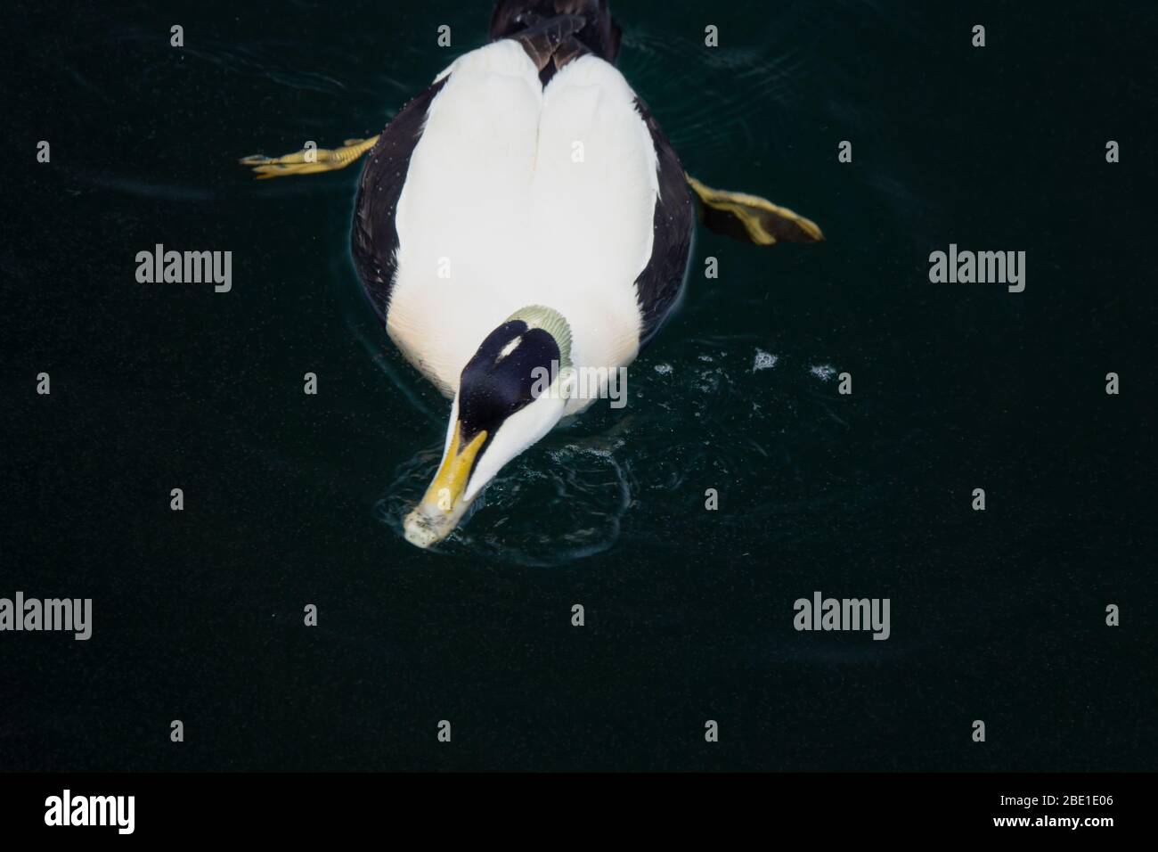 Common eider Drake swimming in the water Stock Photo - Alamy
