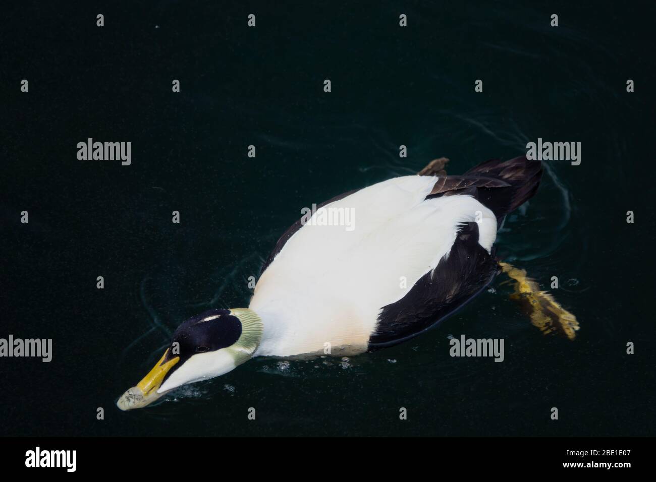 Common eider Drake swimming in the water Stock Photo - Alamy