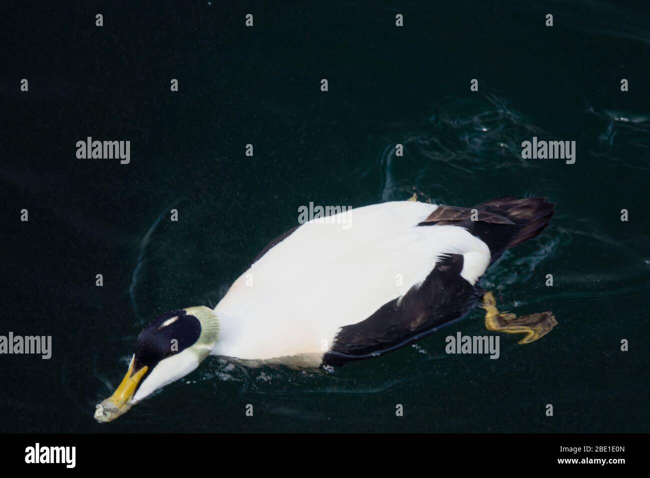 Common eider Drake swimming in the water Stock Photo - Alamy