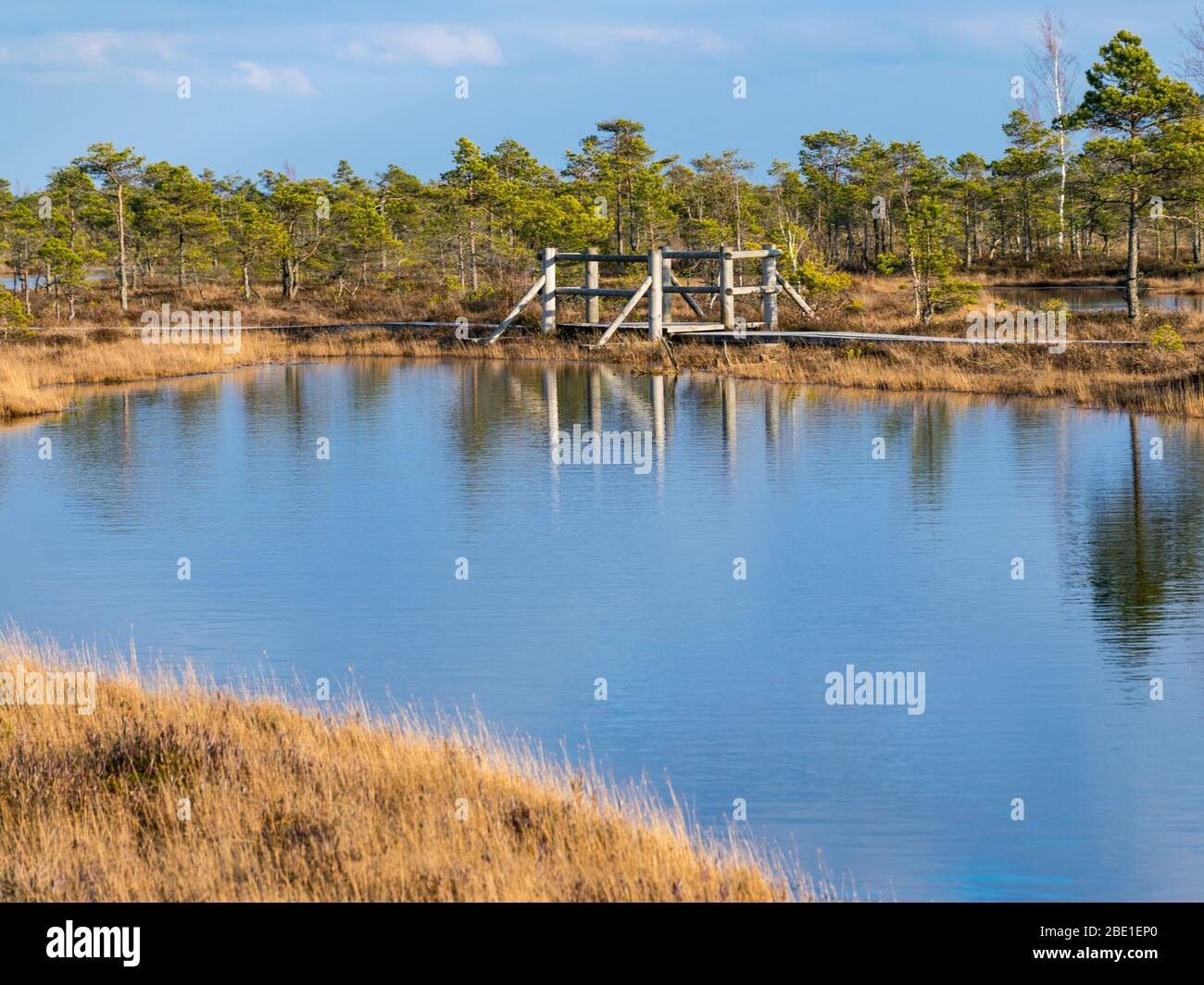 Wooden pathway through swamp wetlands with small pine trees, marsh ...