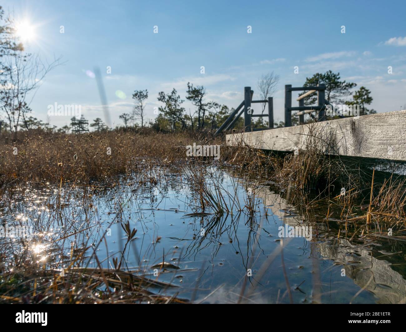 Wooden pathway through swamp wetlands with small pine trees, marsh ...