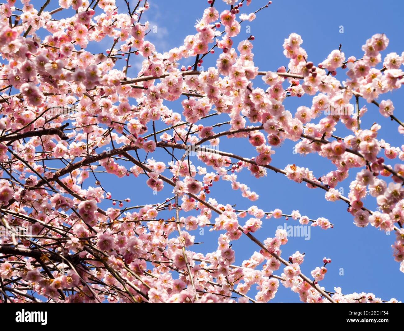 Japanese plum tree hi-res stock photography and images - Alamy