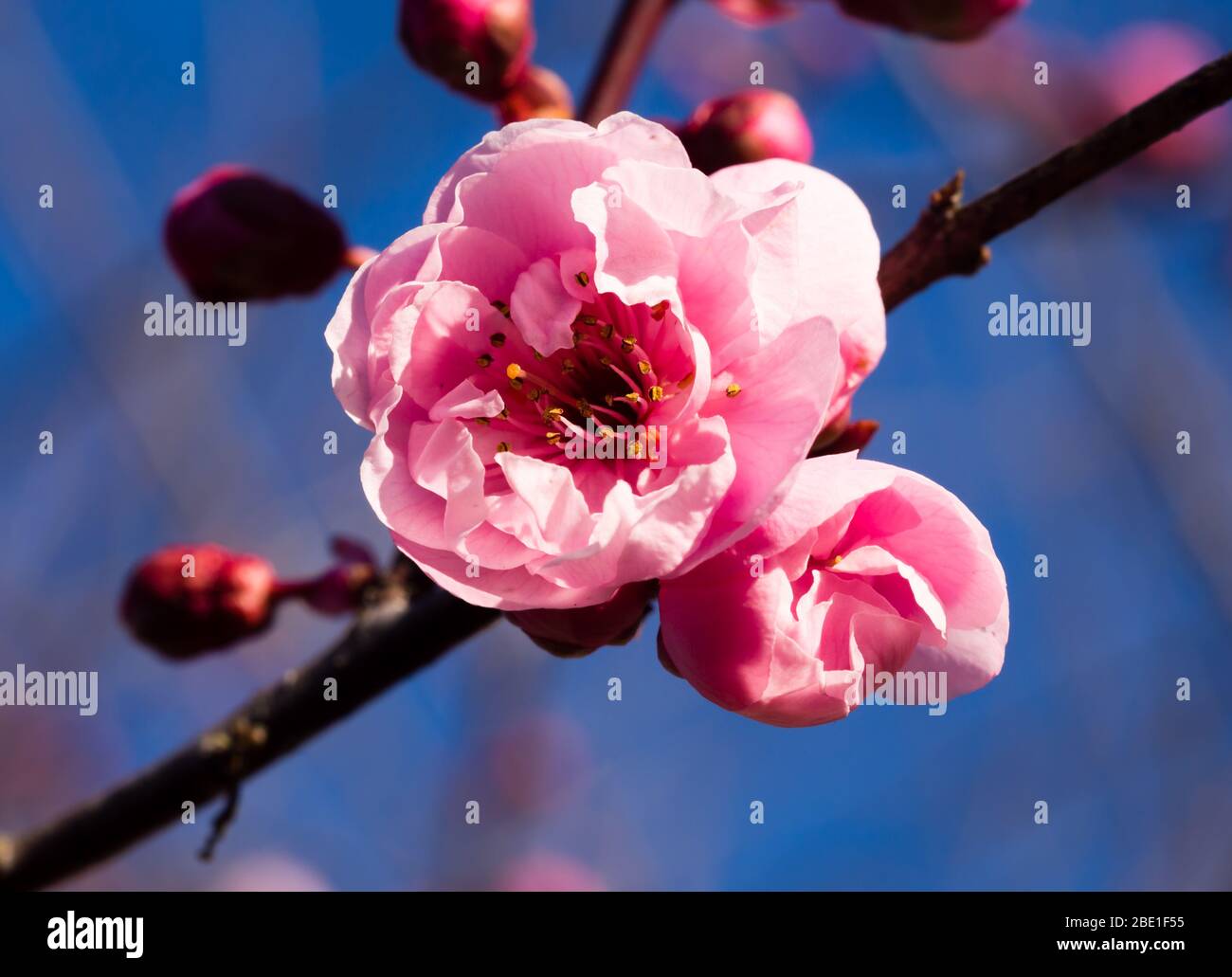 Plum fruit on tree warm hi-res stock photography and images - Alamy