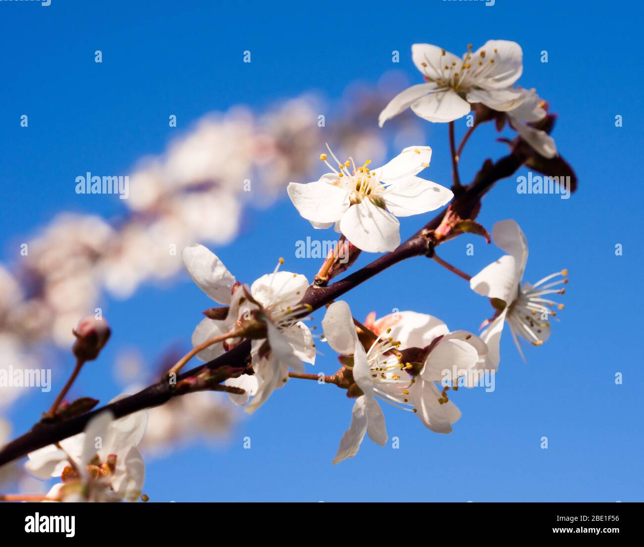 Flowering plum tree branch Stock Photo - Alamy