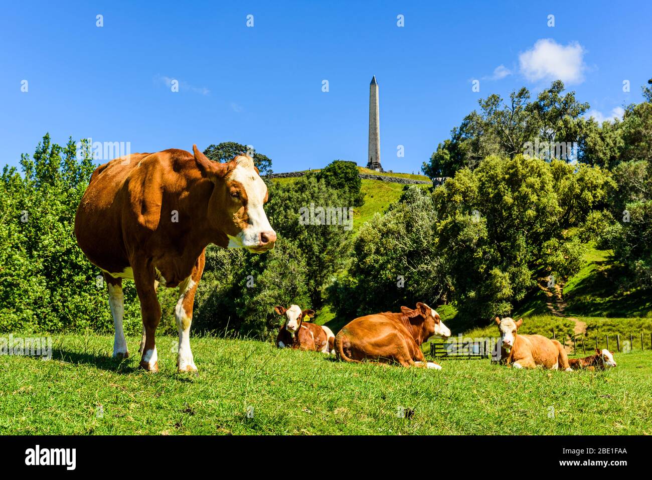 New zealand one tree hi-res stock photography and images - Alamy