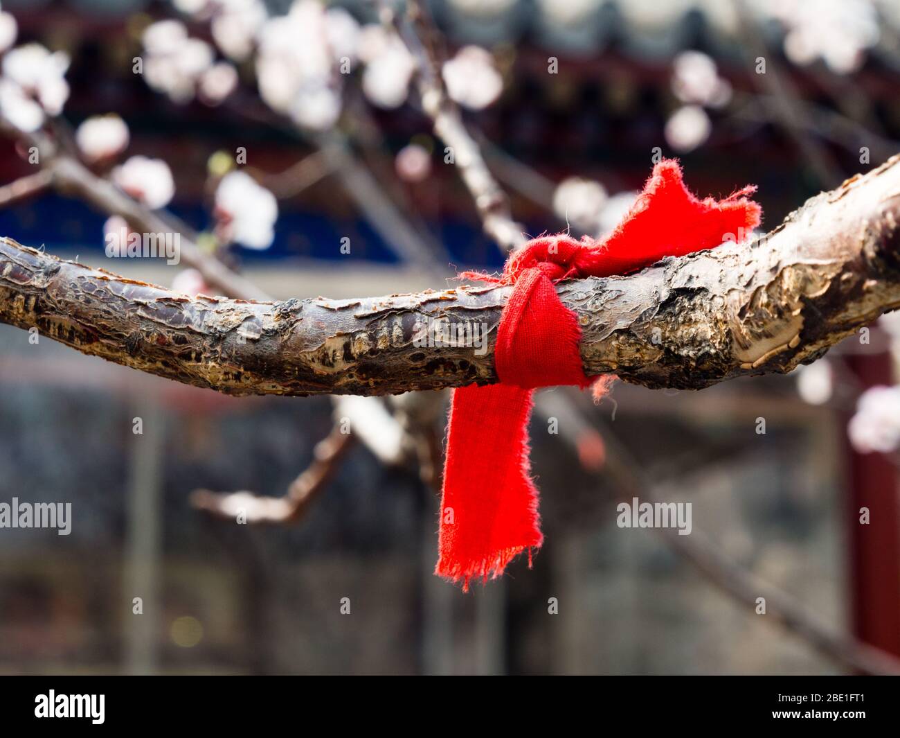 Red ribbon tied to a blossoming cherry tree as a prayer for good luck ...