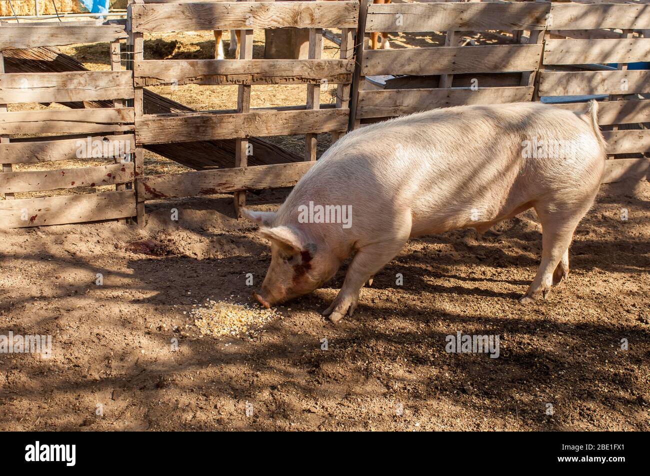 Matanza, a traditional New Mexico Pig slaughter Stock Photo - Alamy