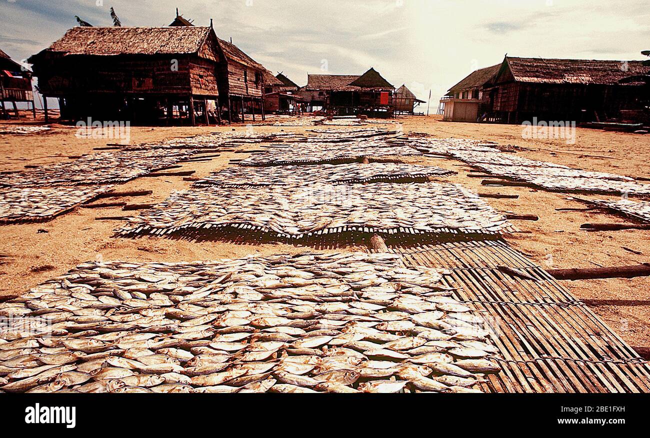 1982 - Drying racks filled with fish in a native village in Indonesia ...