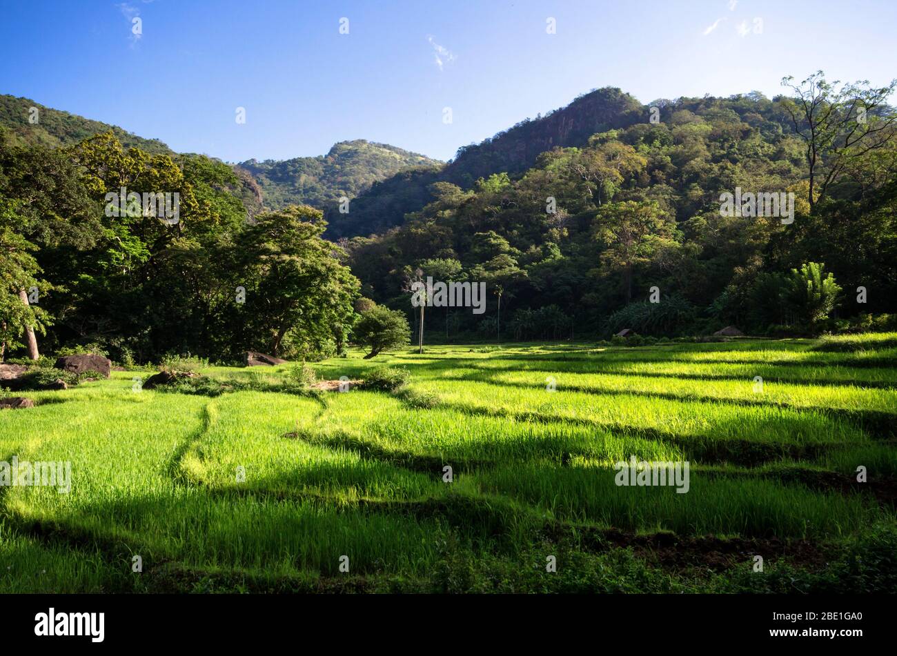 Knuckles forest reserve hi-res stock photography and images - Alamy