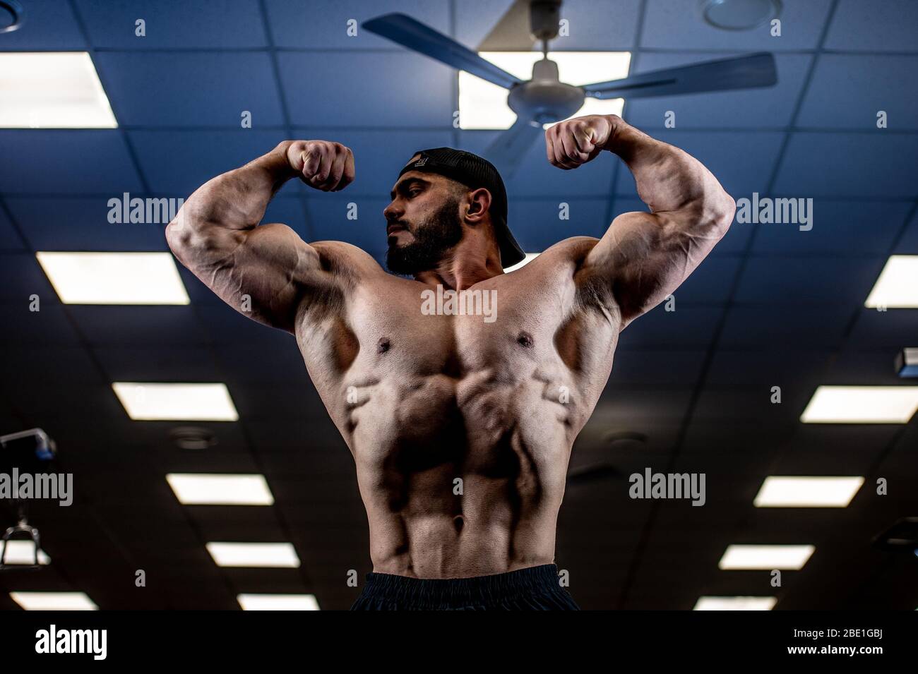 muscular strong male with beard show his big biceps muscles in blue lit ...