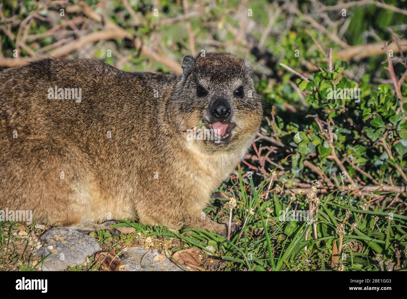 A cute Hyrax eating grass. Cap Town, South Africa Stock Photo - Alamy