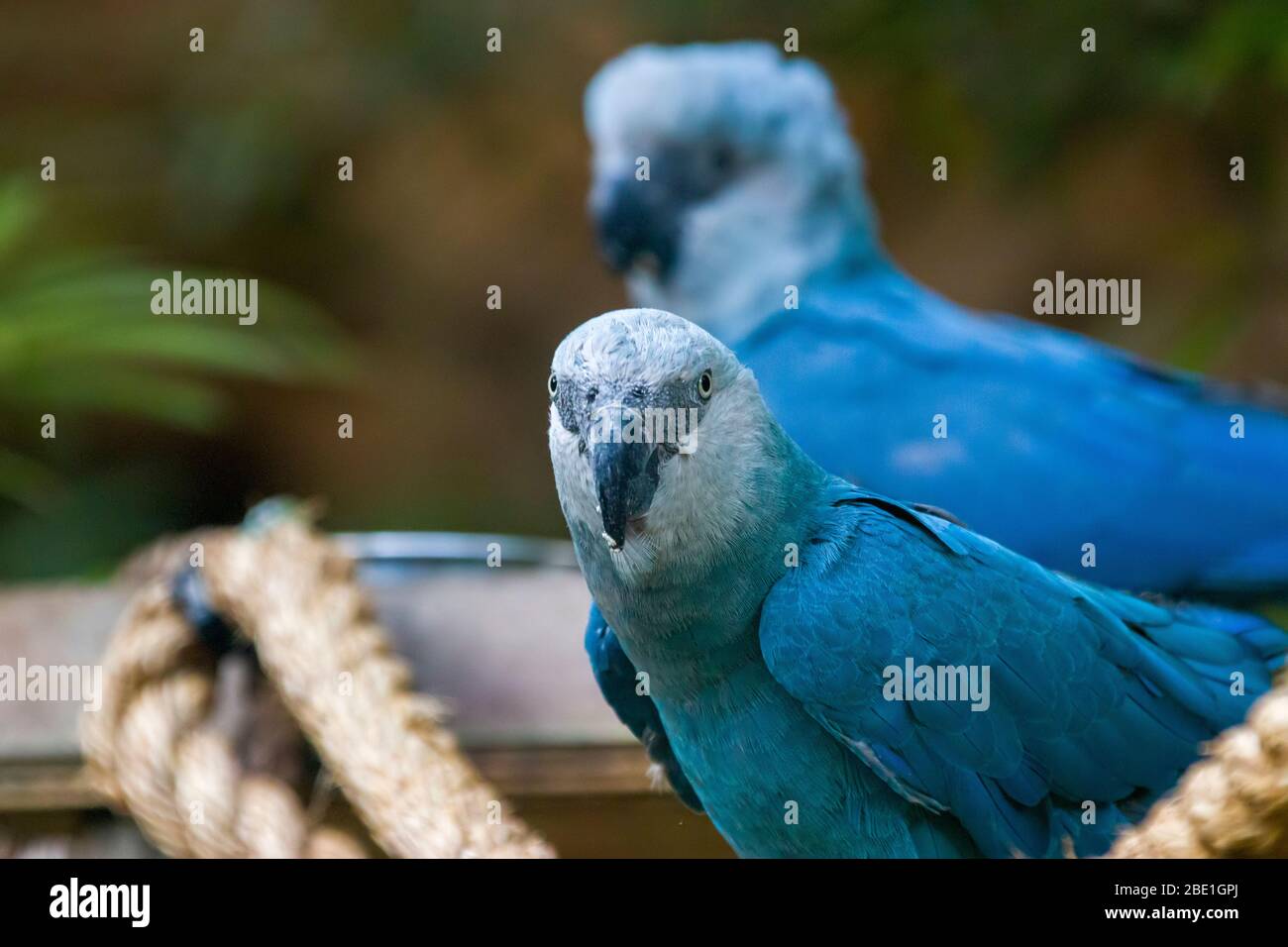 The Spix's macaw is a macaw native to Brazil. The bird is a medium-size ...