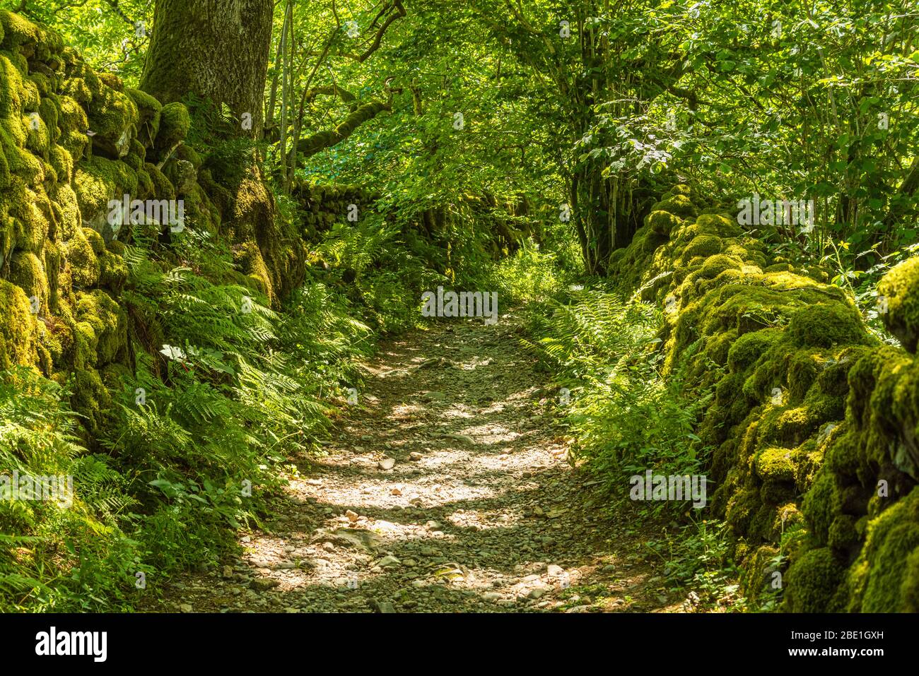 Low Lane, an ancient track in Kentmere in the English Lake District ...
