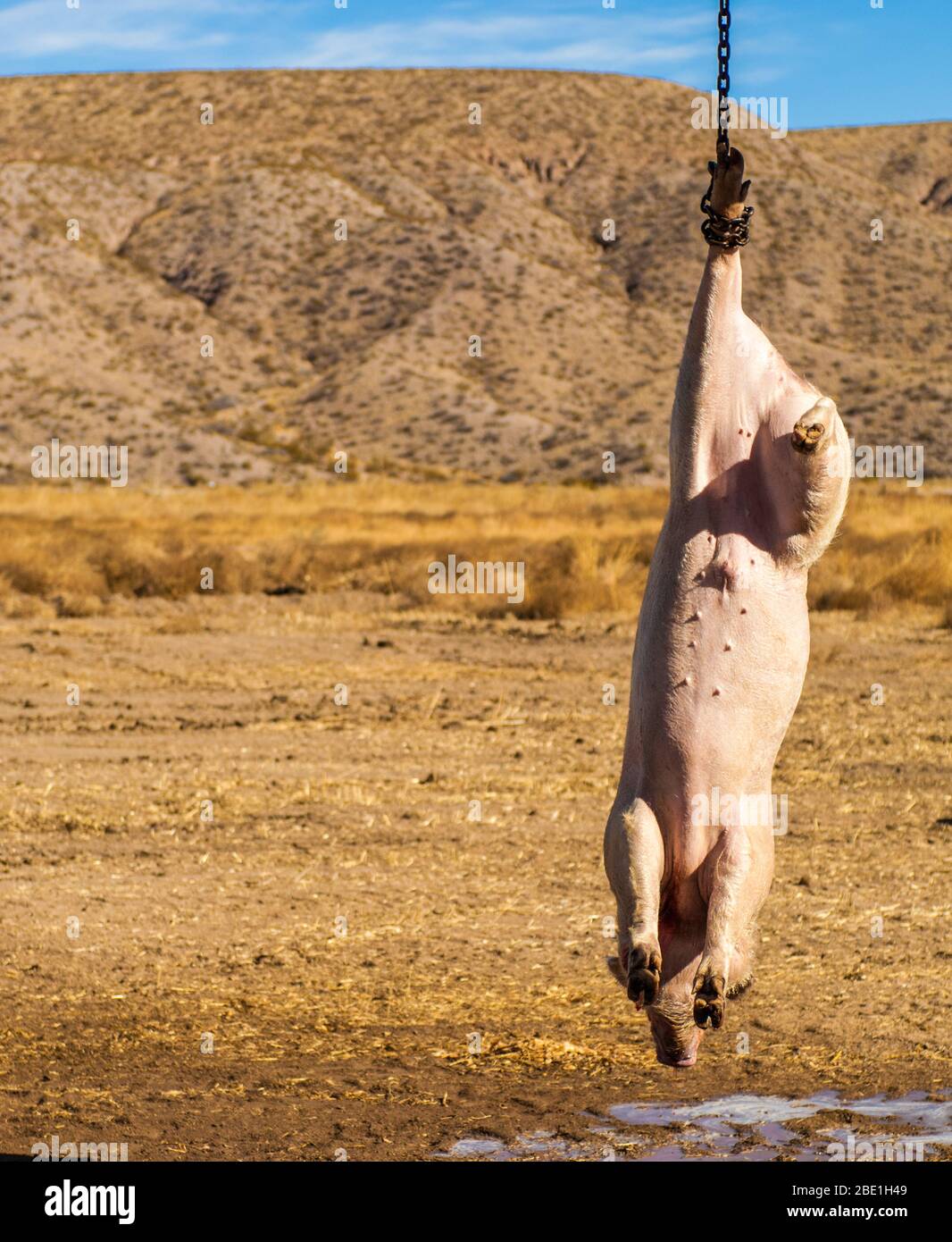 Matanza, a traditional New Mexico Pig slaughter Stock Photo - Alamy