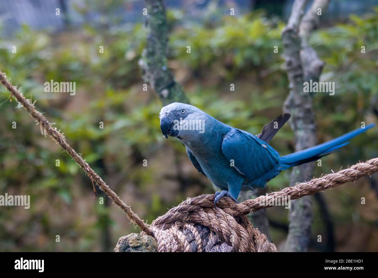 The Spix's macaw is a macaw native to Brazil. The bird is a medium-size ...