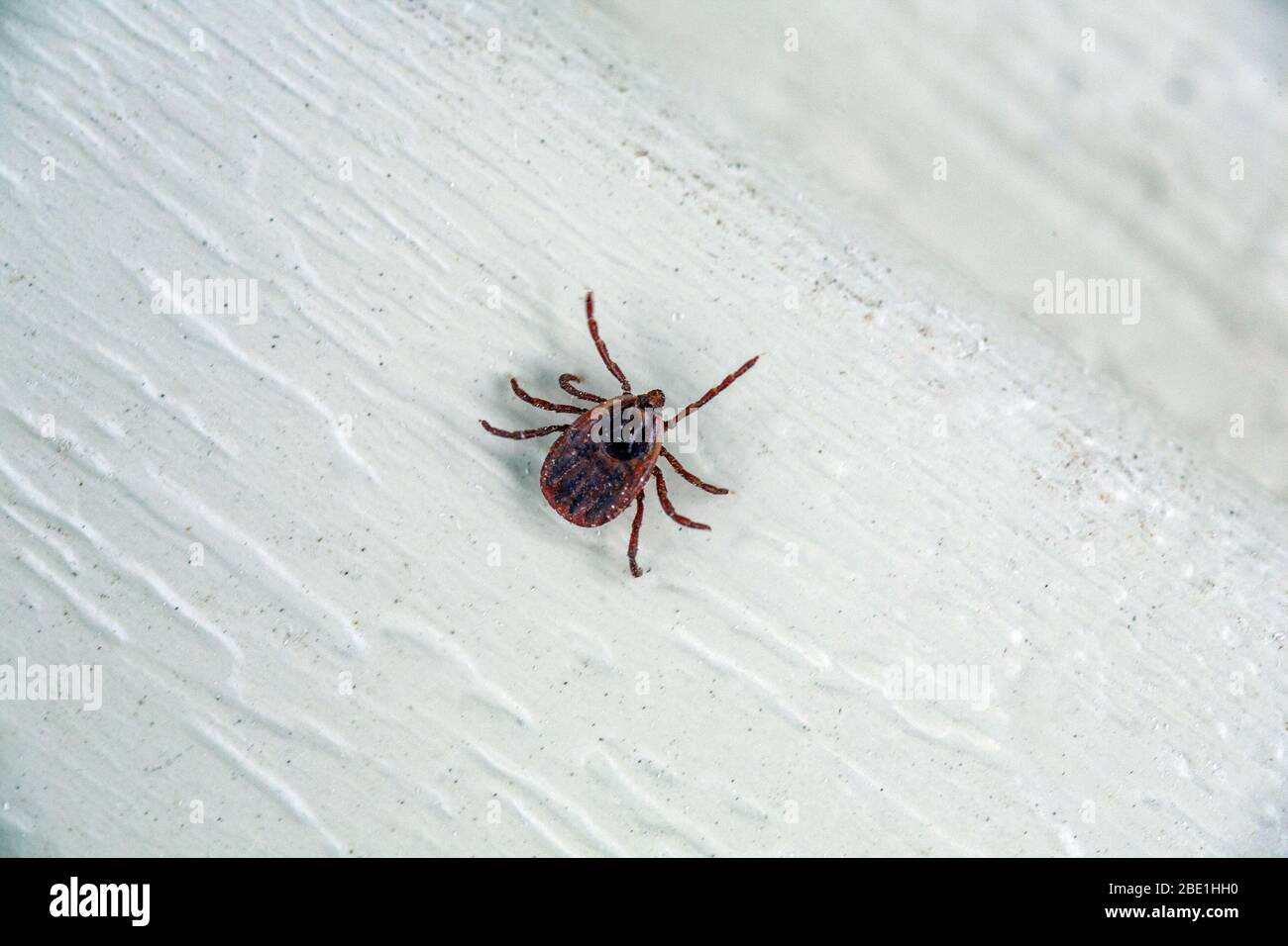 A true ixodid mite blood sucking parasite carrying the acarid disease ...