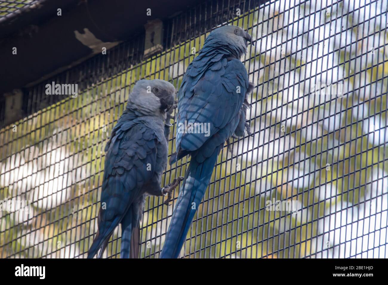 The Spix's macaw is a macaw native to Brazil. The bird is a medium-size ...