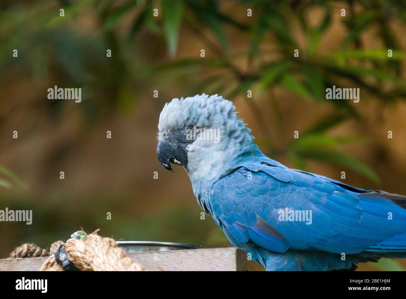 The Spix's macaw is a macaw native to Brazil. The bird is a medium-size ...