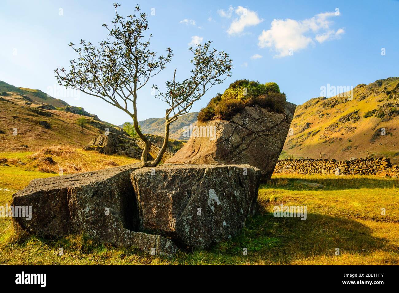 Holly tree growing from split boulder in the valley of Far Easedale in ...