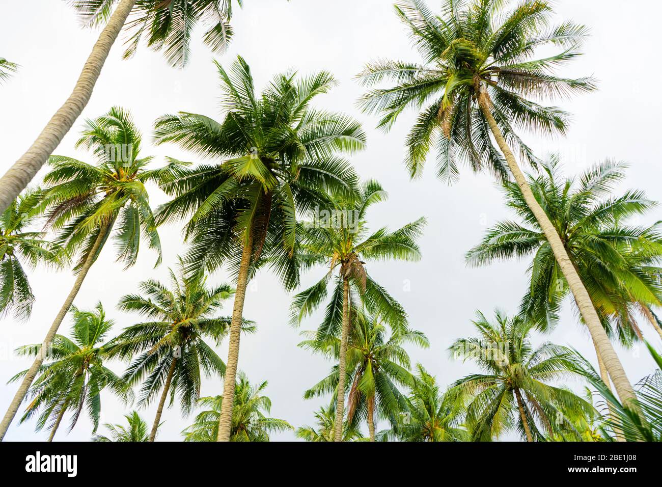 palm grove. Palm trees in the tropical jungle. Symbol of the tropics ...