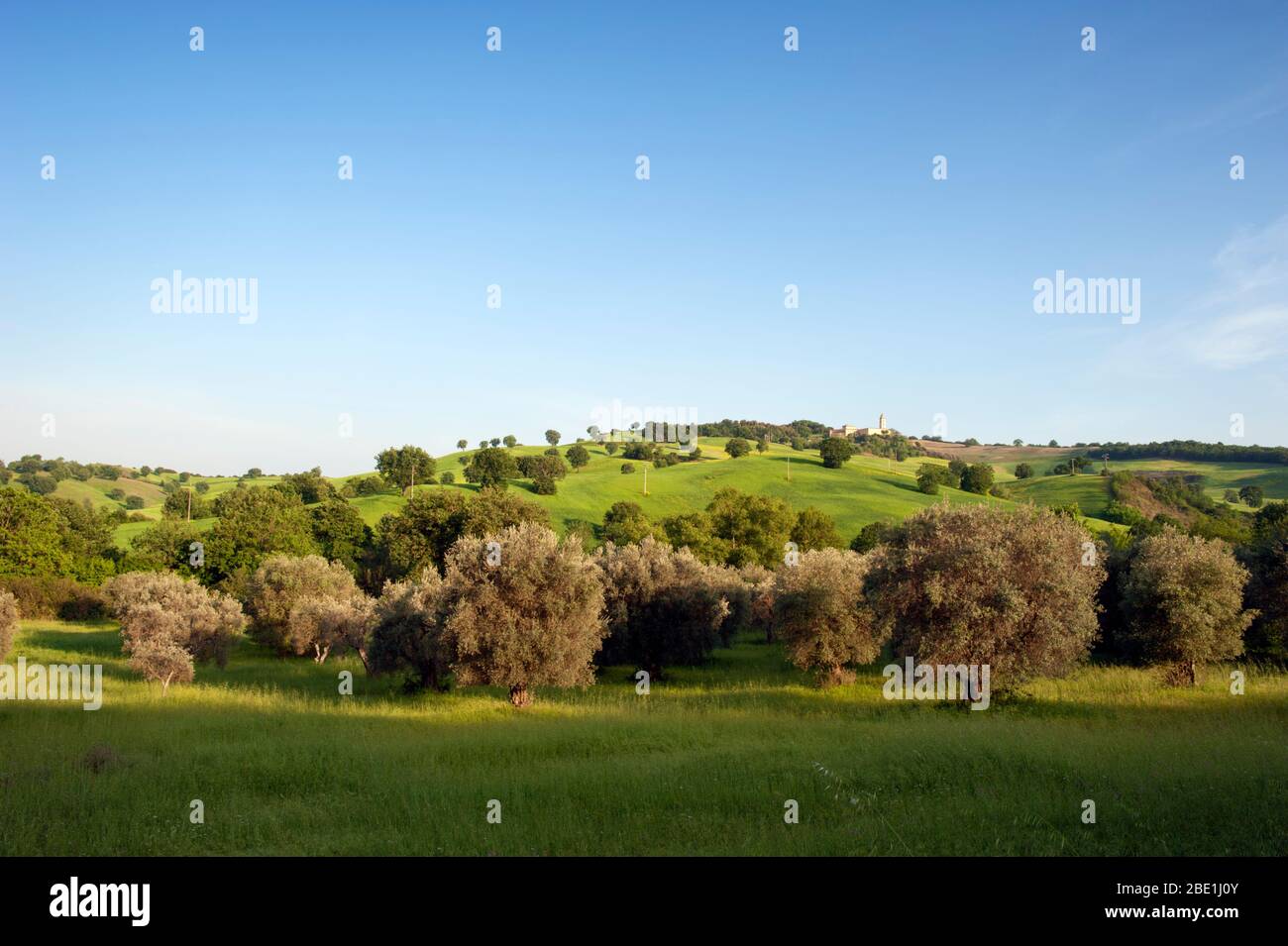 Olive farming hi-res stock photography and images - Alamy
