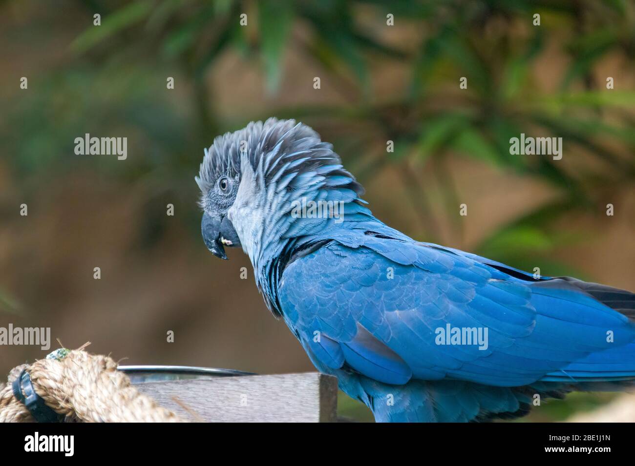The Spix's macaw is a macaw native to Brazil. The bird is a medium-size ...