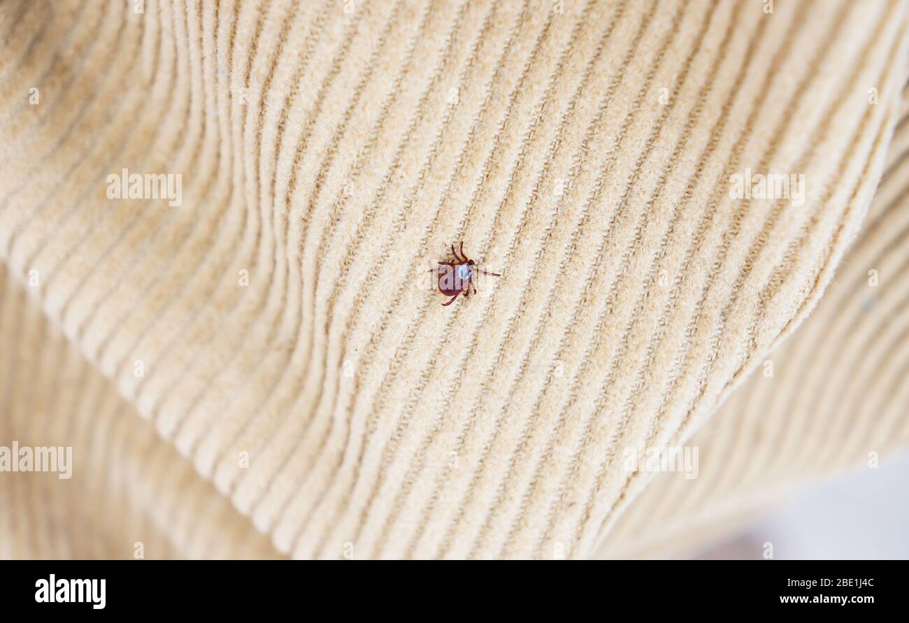 encephalitis red tick caught on pants Stock Photo - Alamy