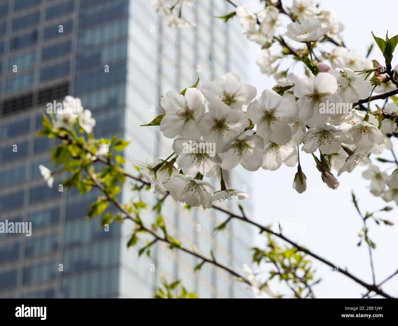 Shanghai cherry blossom hi-res stock photography and images - Alamy