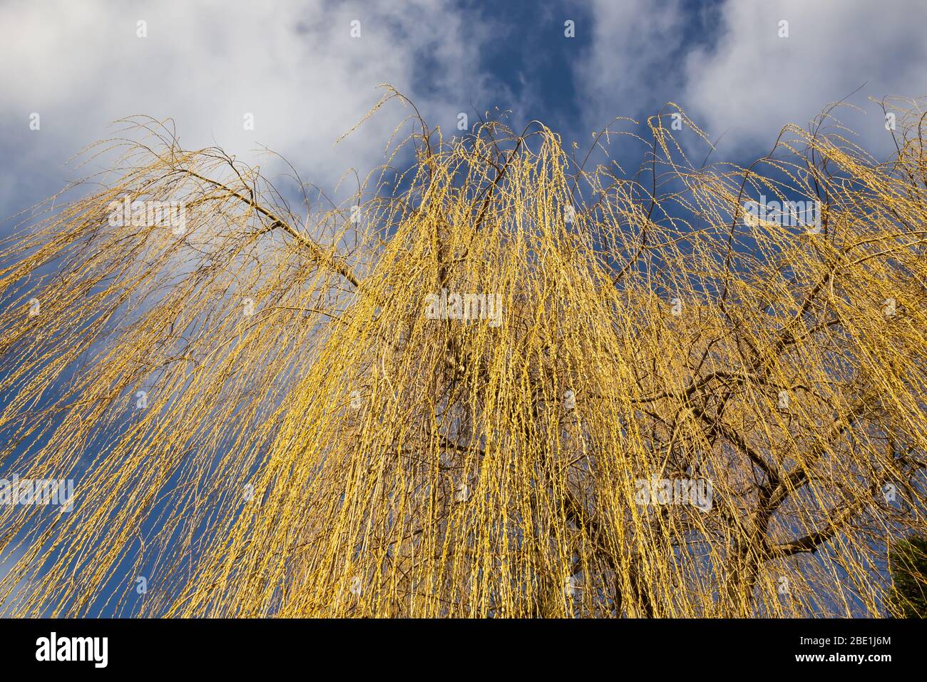 Beautiful weeping willow hi-res stock photography and images - Alamy