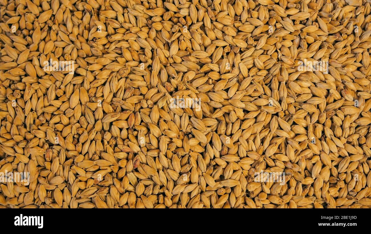 Before and after crushing malt side by side Stock Photo - Alamy