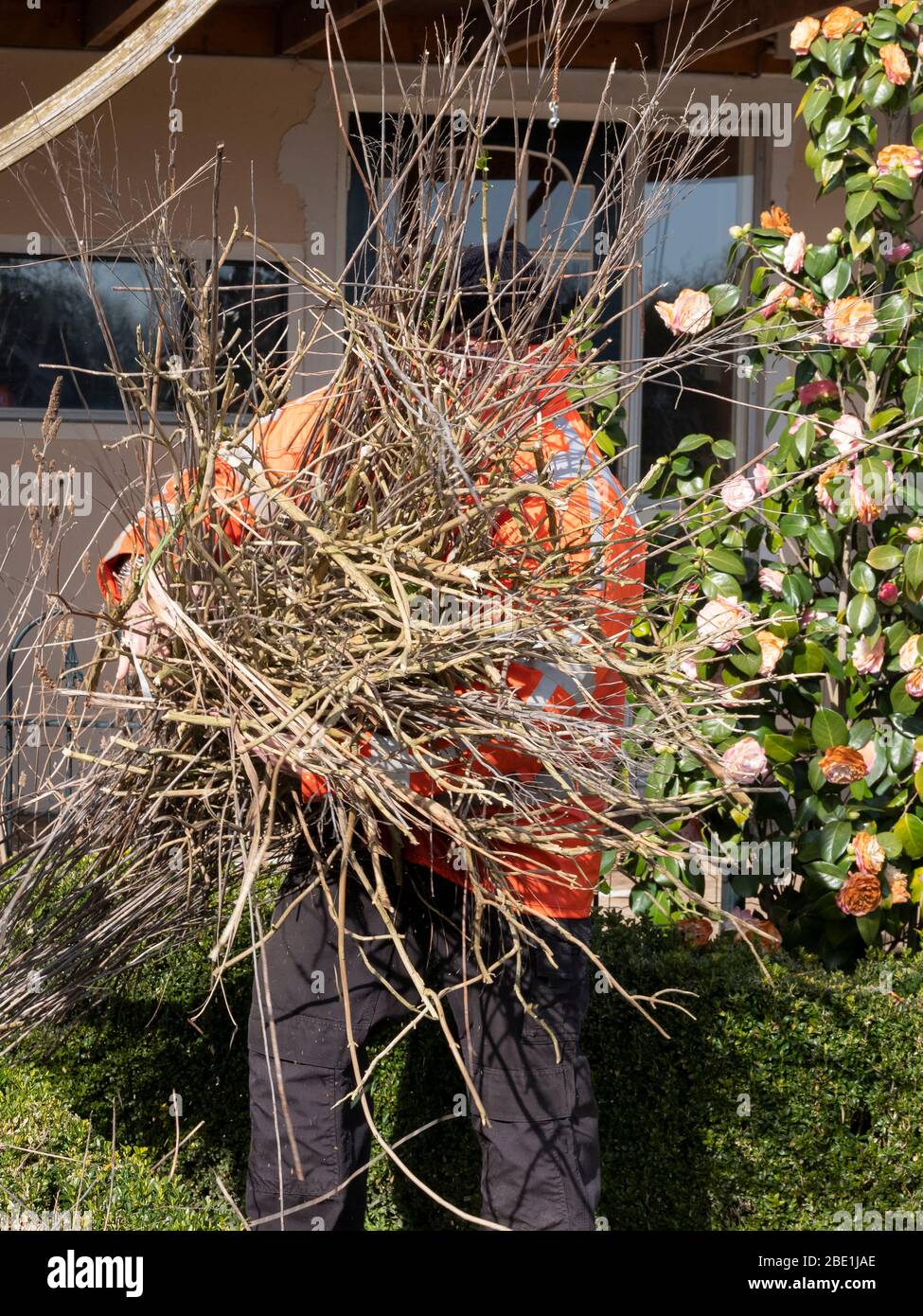 gardener is pruning the bushes, clearing branches, spring Stock Photo ...