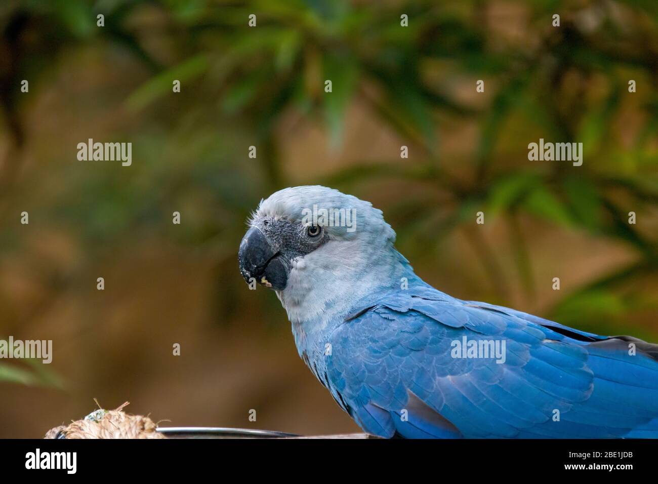 The Spix's macaw is a macaw native to Brazil. The bird is a medium-size ...