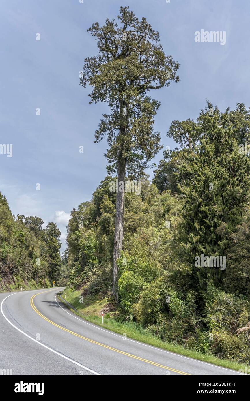 Kahikatea tree hi-res stock photography and images - Alamy