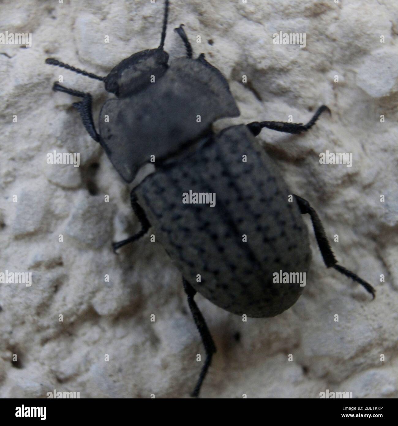 Bug / Insect I shoot it with a Canon 550D and a Canon 50mm 1.4 Stock ...