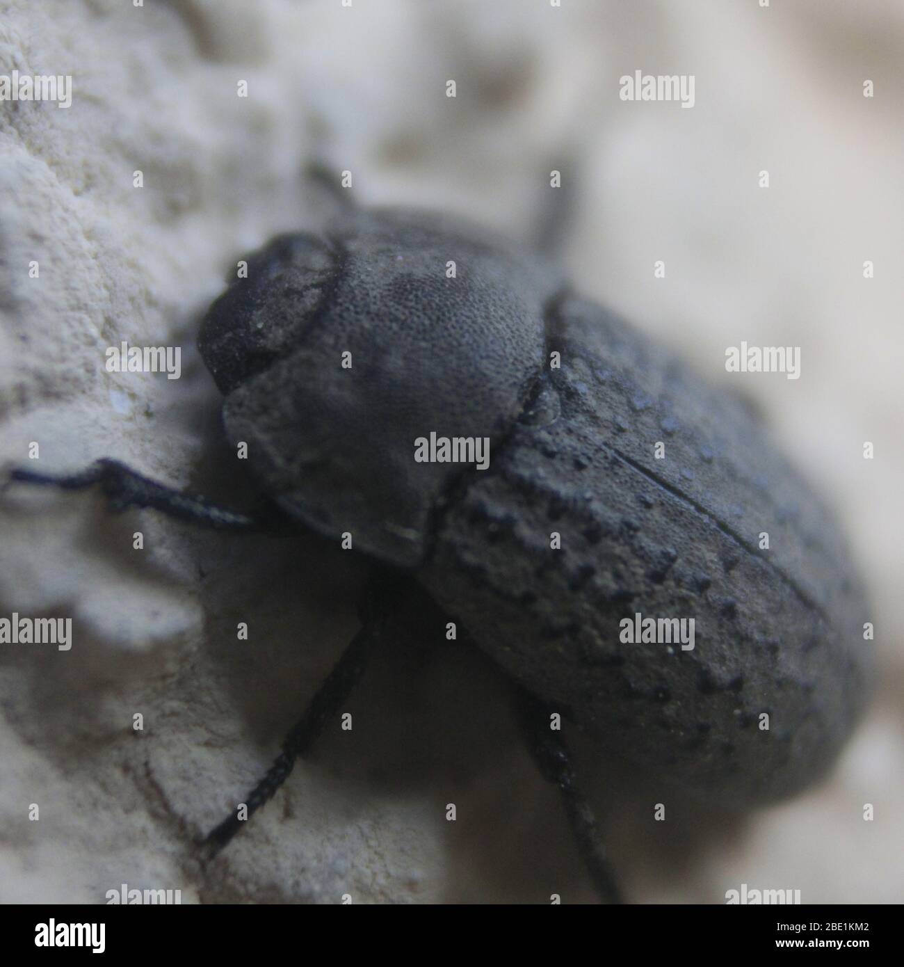 Little black bugs hi-res stock photography and images - Alamy