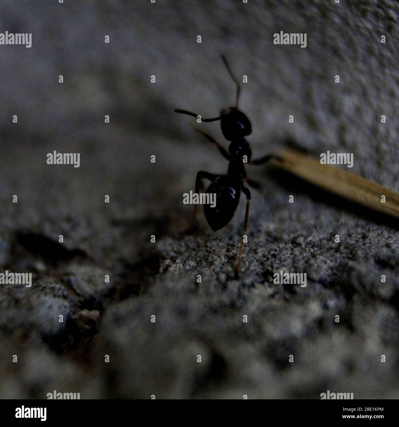 Little black bugs hi-res stock photography and images - Alamy