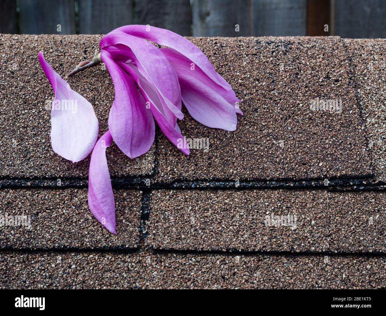 Pink and purple magnolia flowers on asphalt shingles roof Stock Photo ...