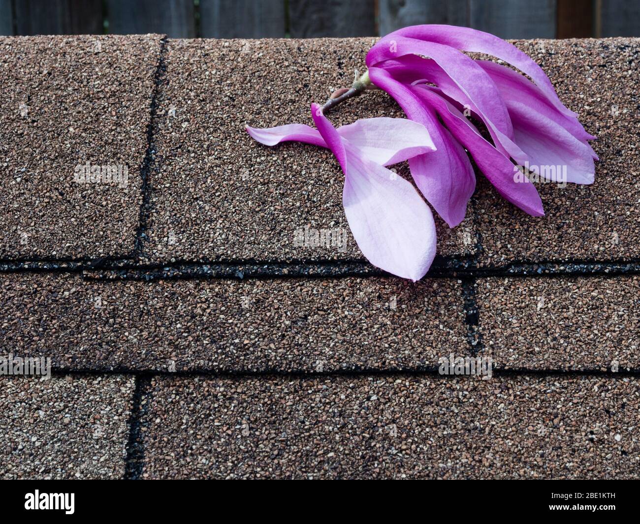Pink and purple magnolia flowers on asphalt shingles roof Stock Photo ...