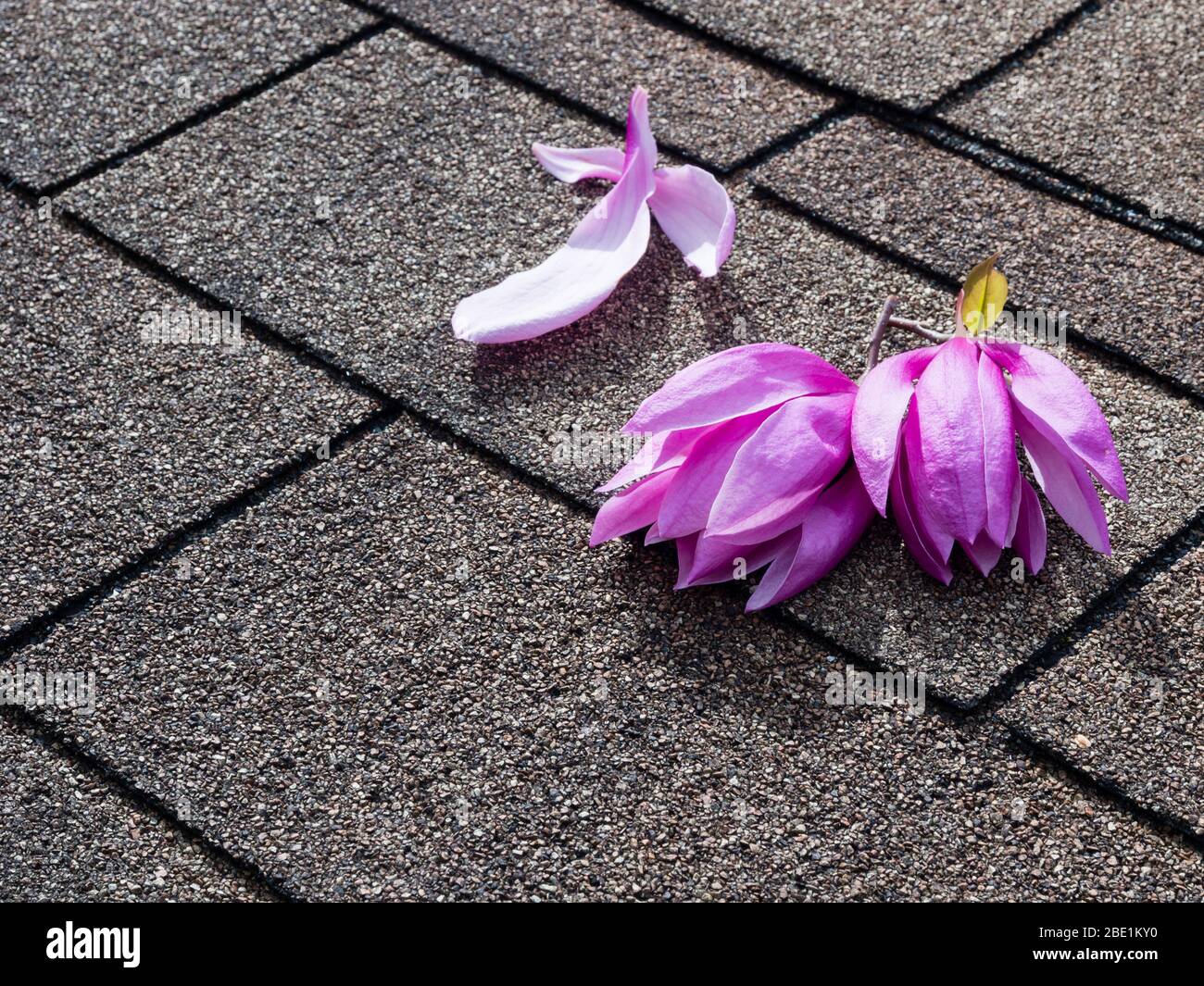 Shingle squares hi-res stock photography and images - Alamy