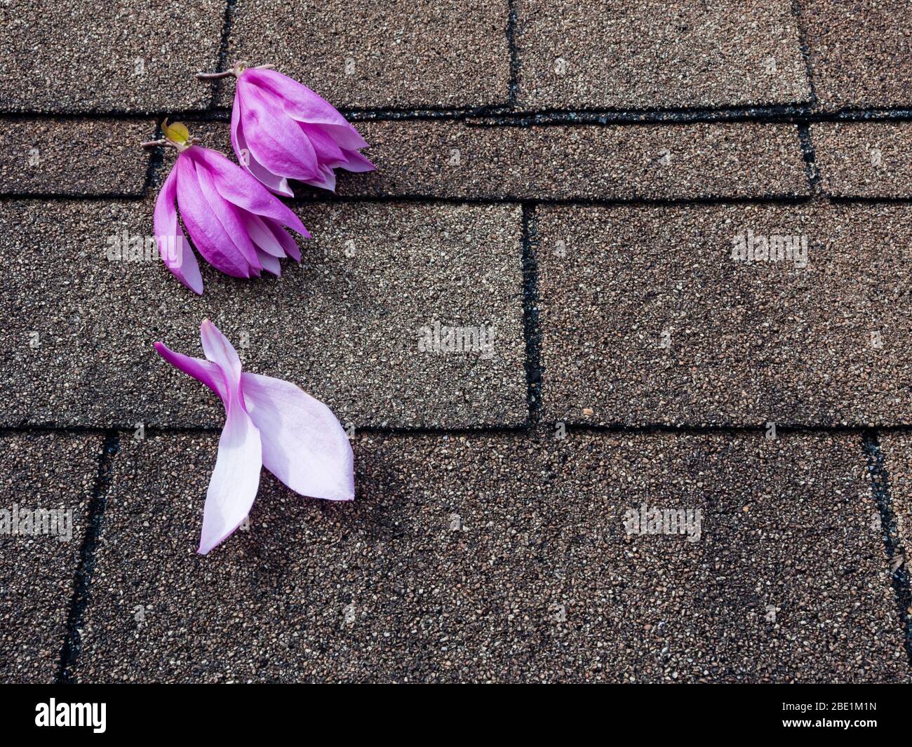 Pink and purple magnolia flowers on asphalt shingles roof Stock Photo ...