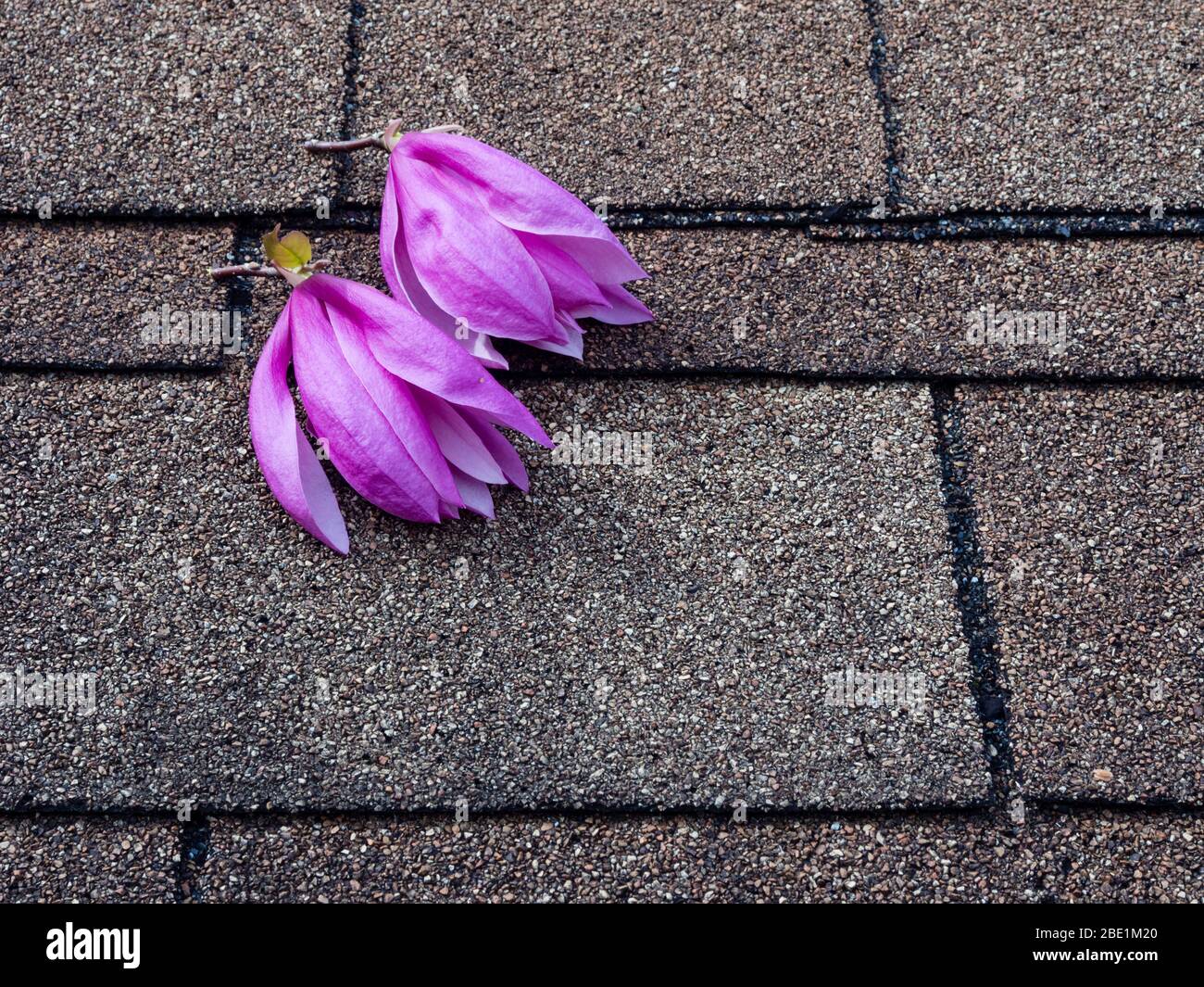 Asphalt shingles roof hi-res stock photography and images - Alamy