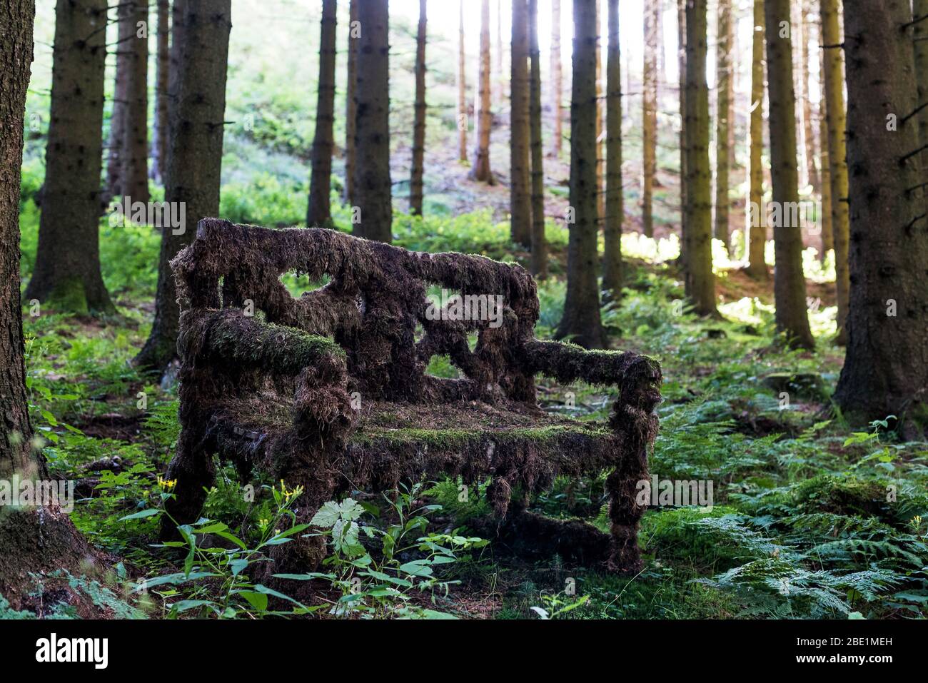 Moss bank in the middle of the forest, Sauerland Stock Photo - Alamy
