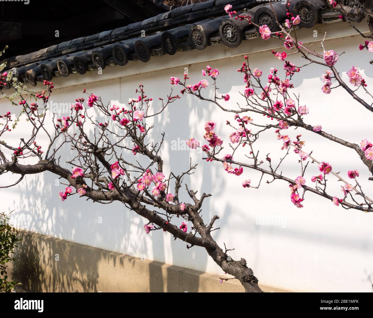 Apricot tree wall hi-res stock photography and images - Alamy